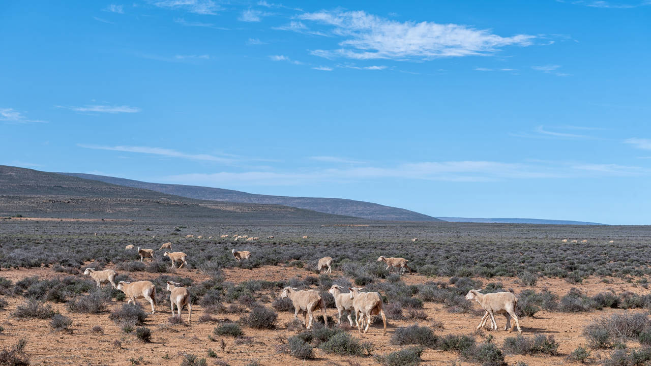 The Karoo | Karoo Lamb