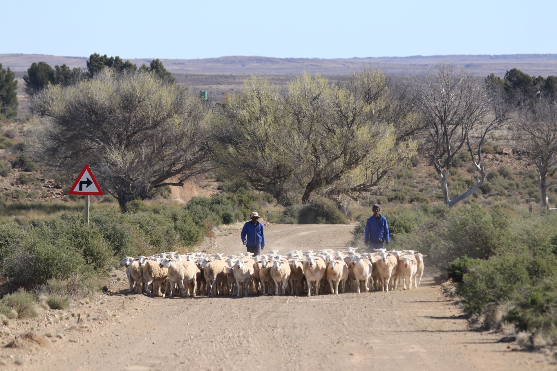 The Karoo | Karoo Lamb